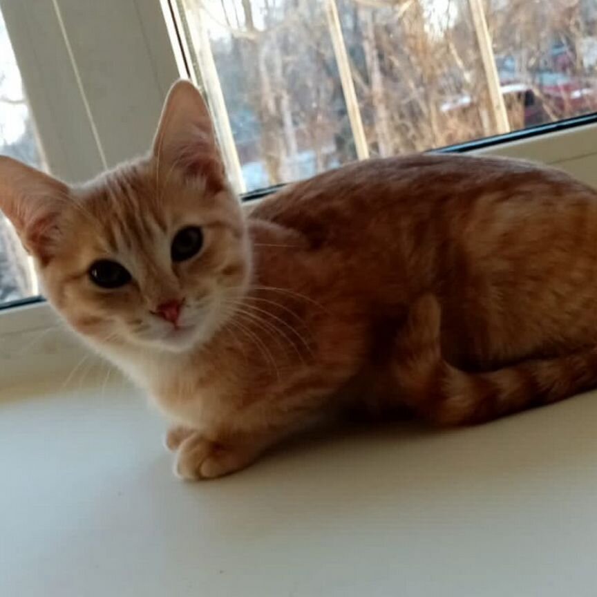 Котёнок в добрые руки