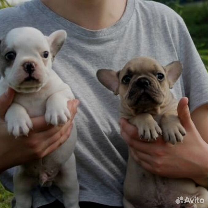 Малыши бульдожки