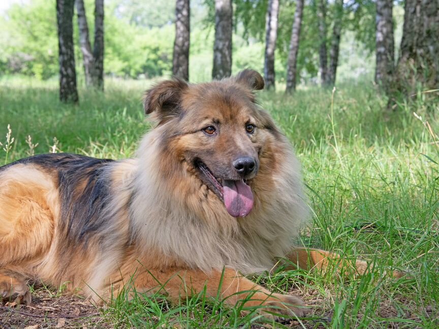 Добрый и красивый Марсель из приюта ищет дом