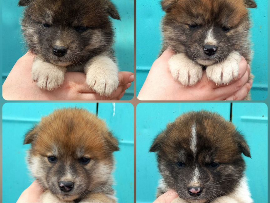 Бронирование щенков акиты