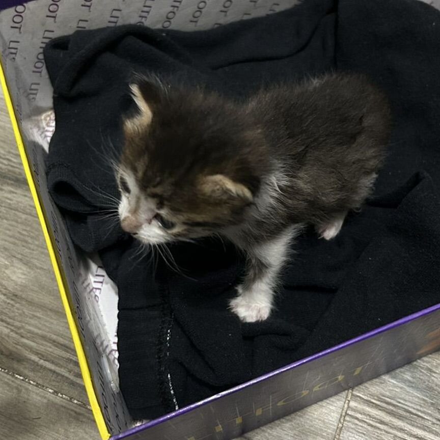 Канадский сфинкс котёнок