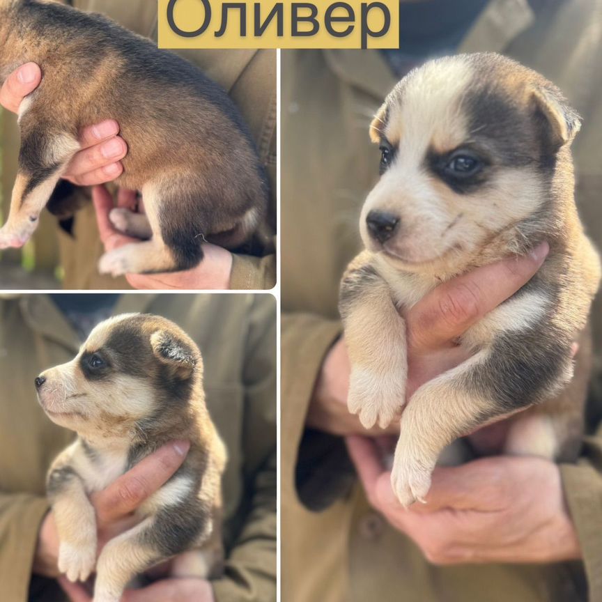 Щенки в добрые руки