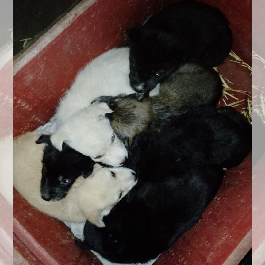 Щенята подкидыши