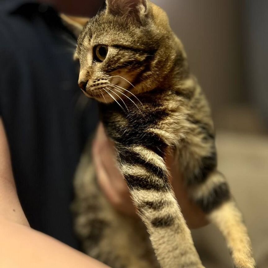 Котенок в добрые руки
