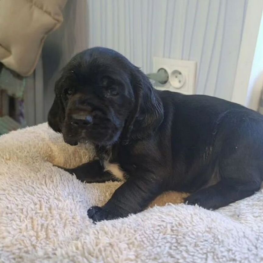 Американский кокер-спаниель, щенок