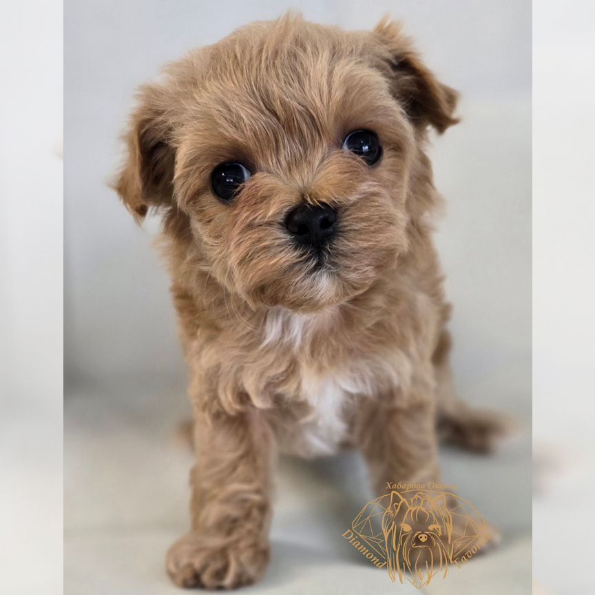 Мальтипу, щенок