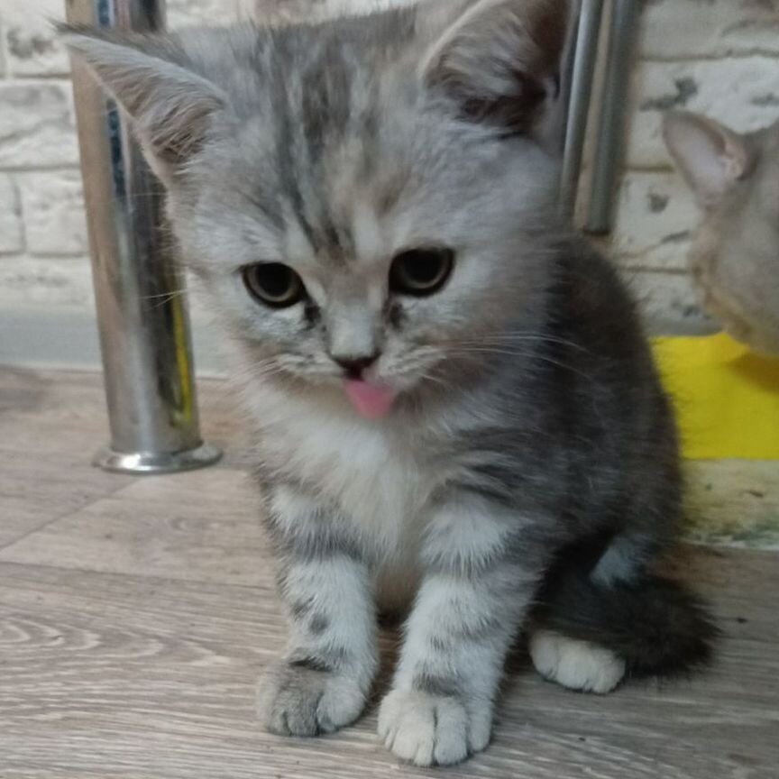 Британская короткошерстная мраморная кошечка