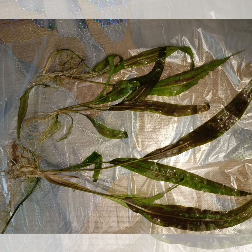 Отдам Аквариумное растение