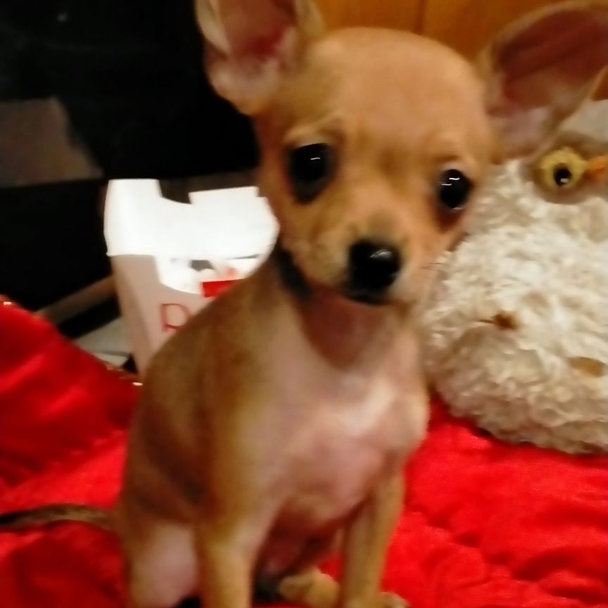 Апельсиновое солнышко