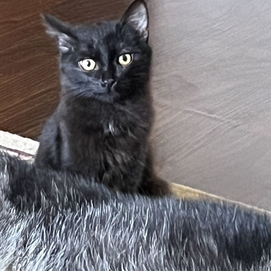 Котёнок от домашних кошек
