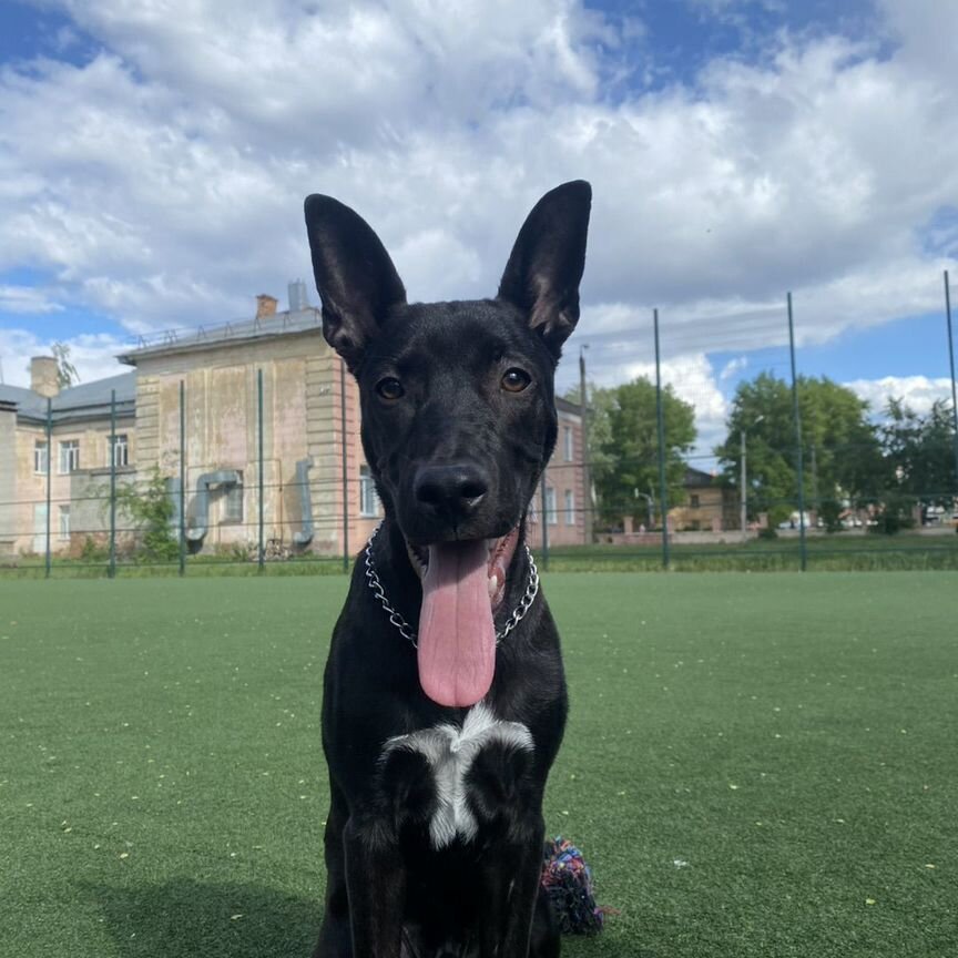 Отдам в хорошие руки собаку