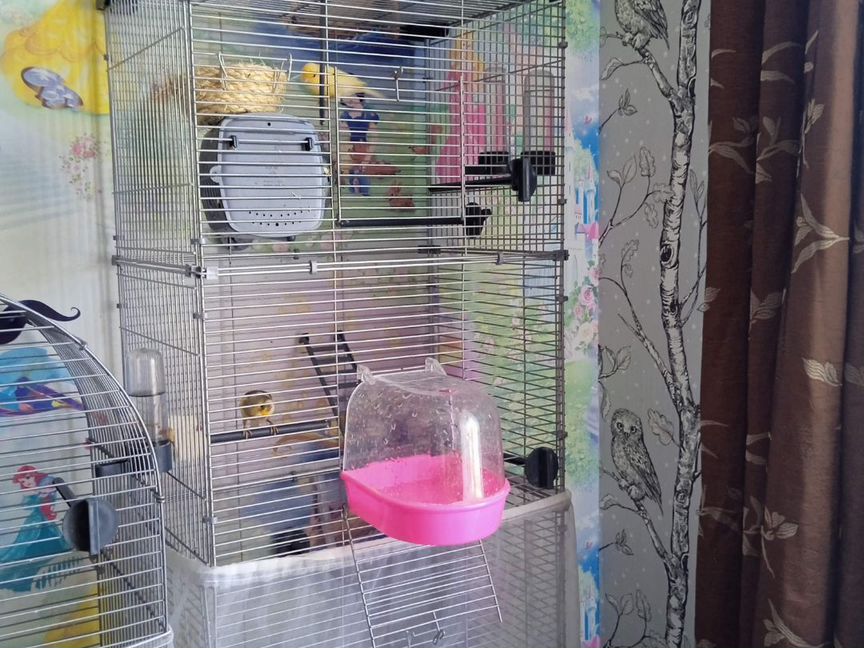 Продам клетку с канарейками