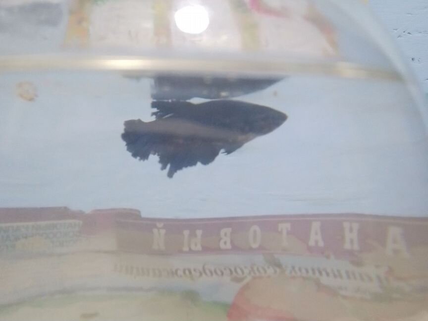 Аквариумная рыбка, петушок