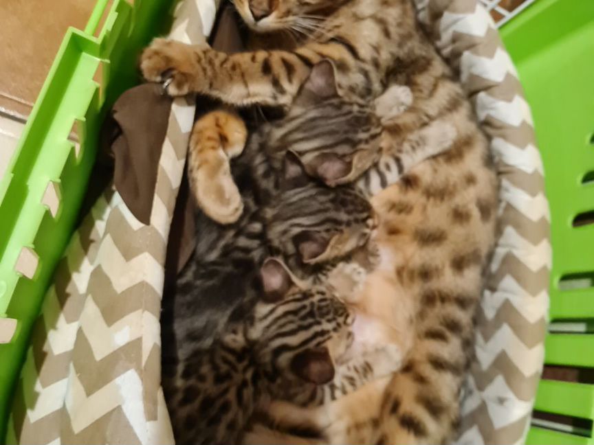 Бенгальские котята