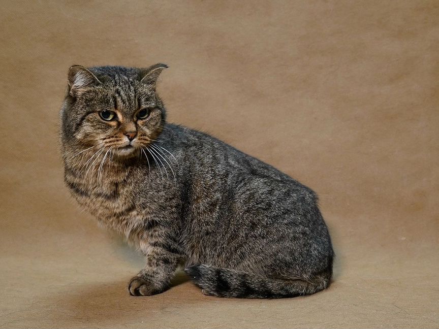 Кошка в дар