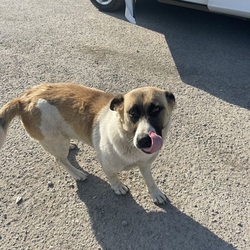 Среднеазиатская овчарка