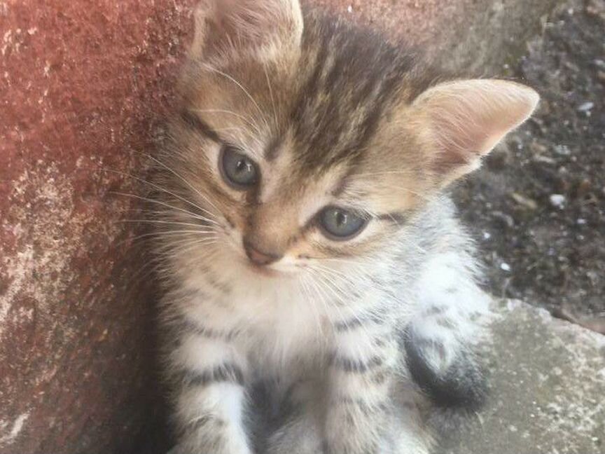 Малыш ищет маму