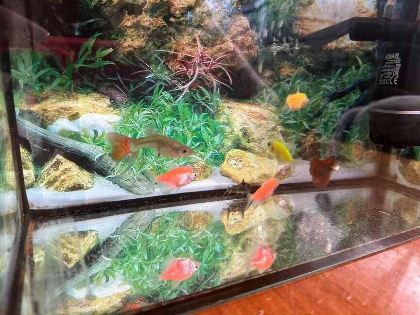 Аквариум 10 литров с рыбками