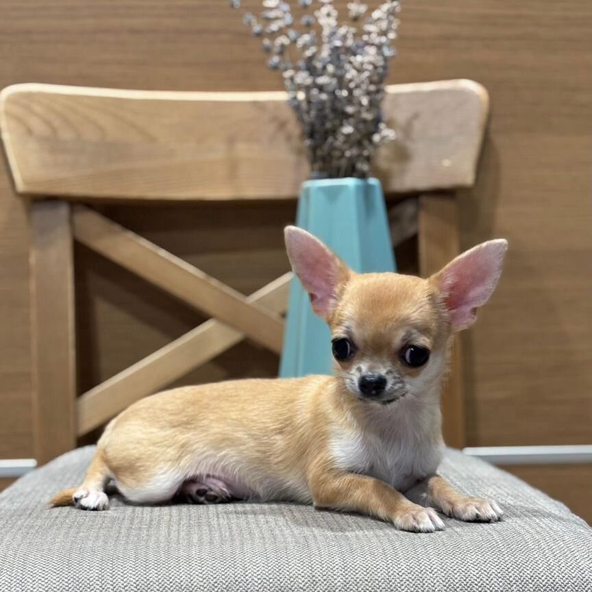 Чихуахуа мини мальчик