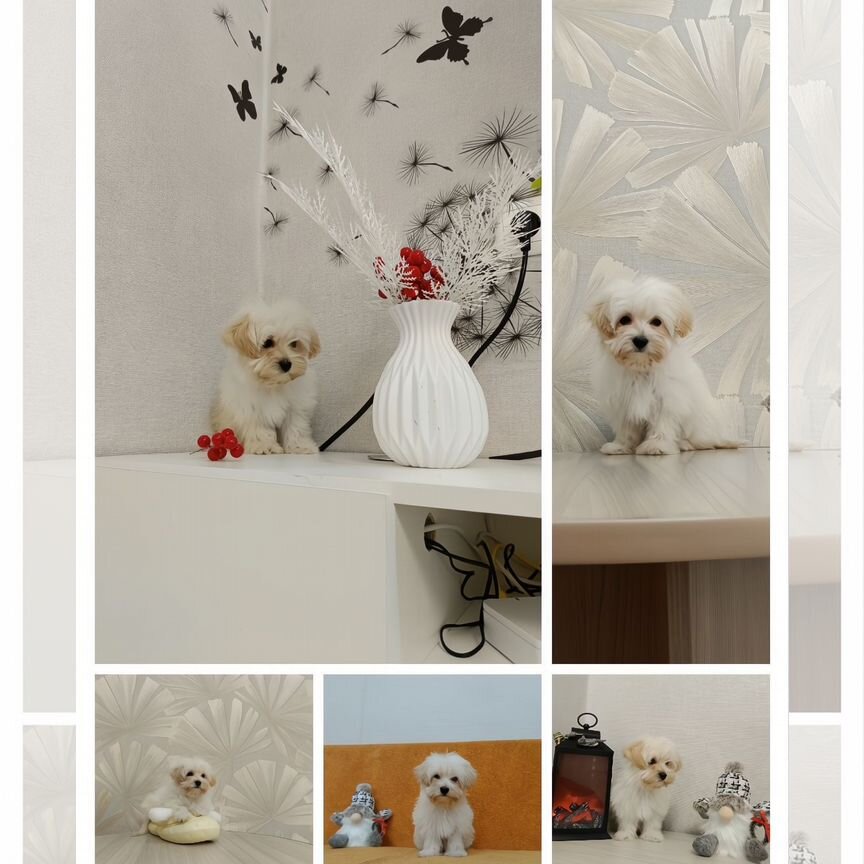 Мальтипу, щенок