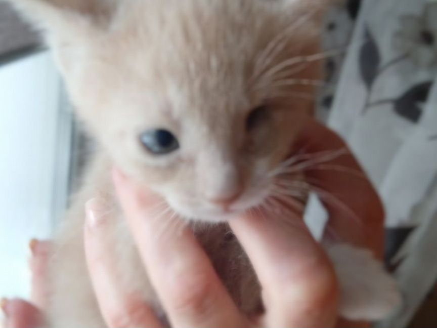 Крошка котёнок с одним глазом