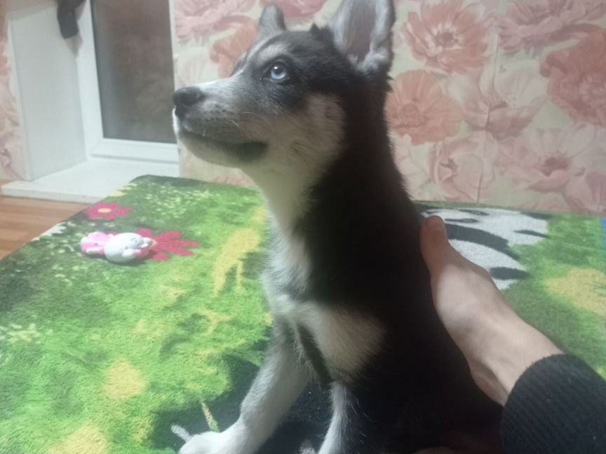 Собаки хаски