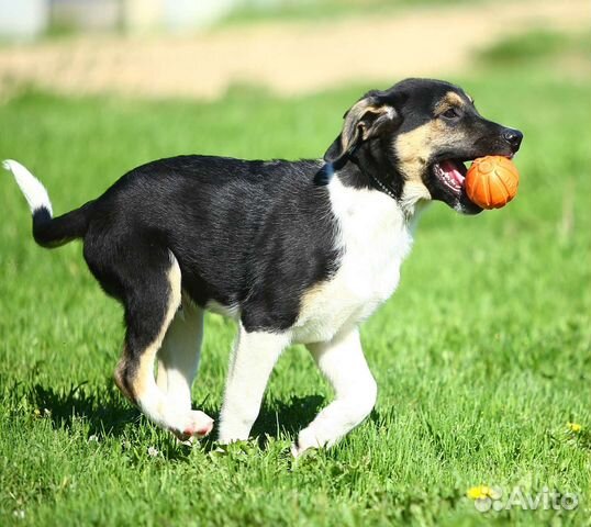 Щенок Хаммер мечтает стать домашним