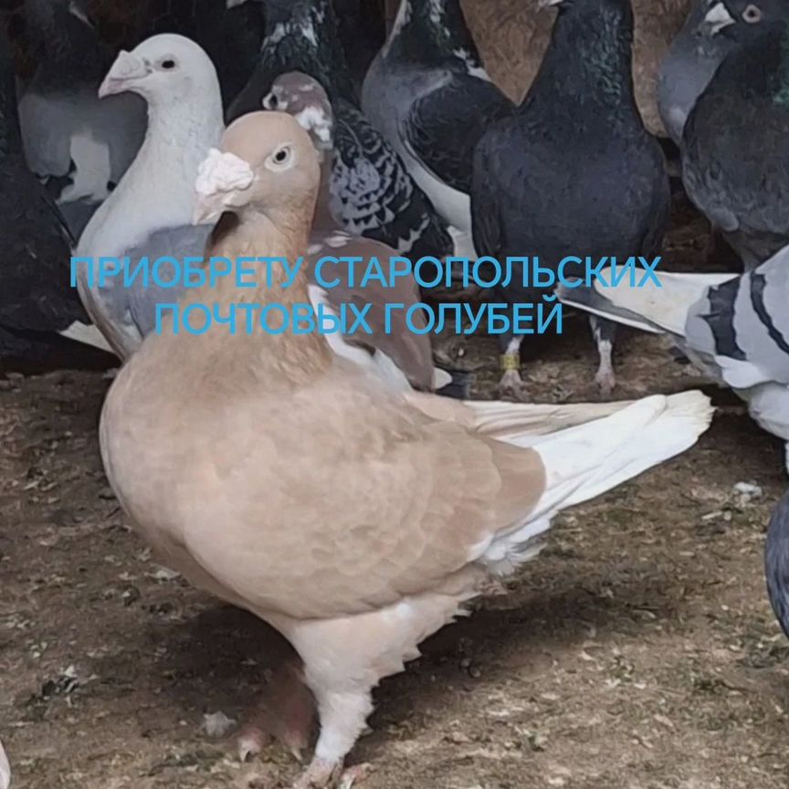 Почтовые (старопольские) голуби