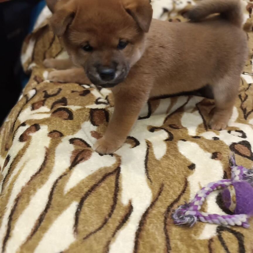 Щенки сиба ину