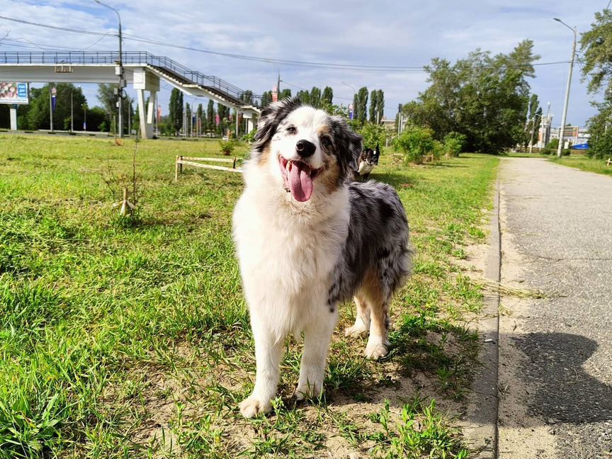 Аусси в добрые руки