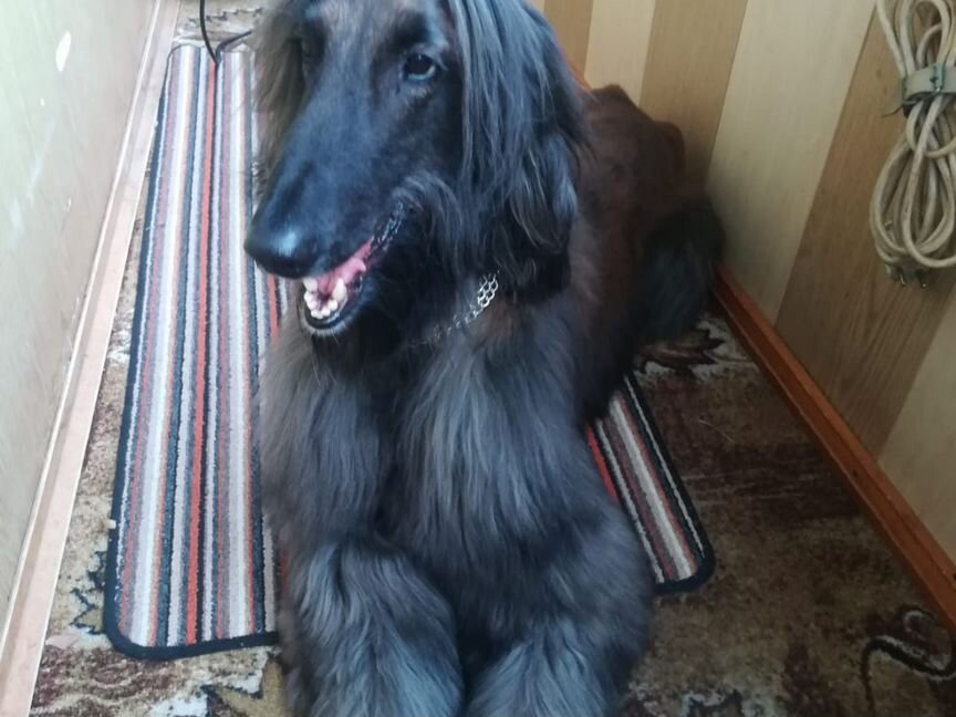 Отдам в добрые руки