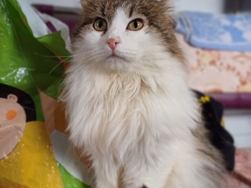 Кот в добрые руки