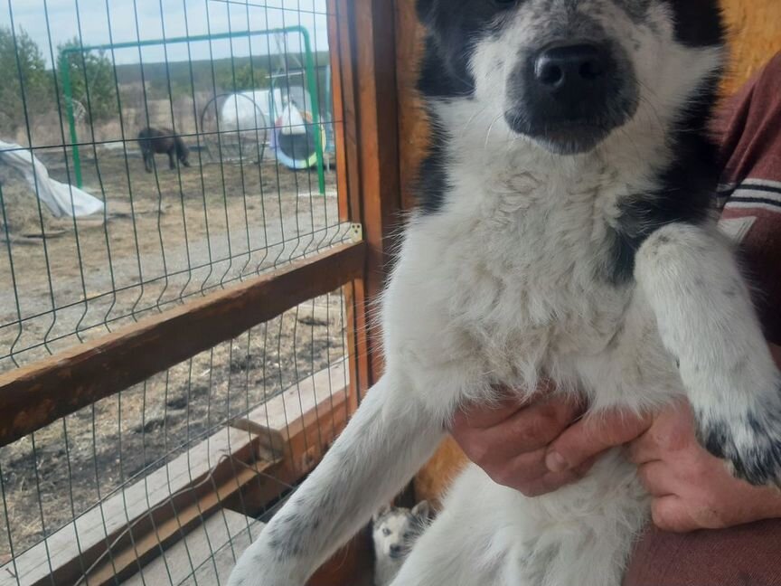 Щенок мальчик в добрые руки