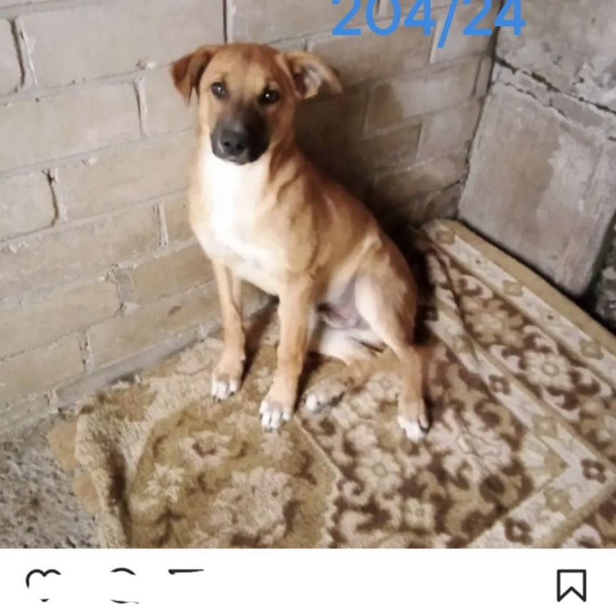 В добрые руки