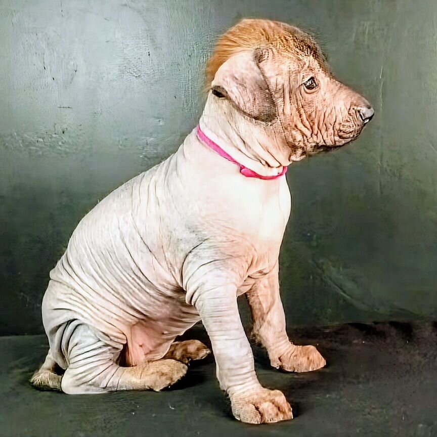 Щенки ксолоитцкуинтли