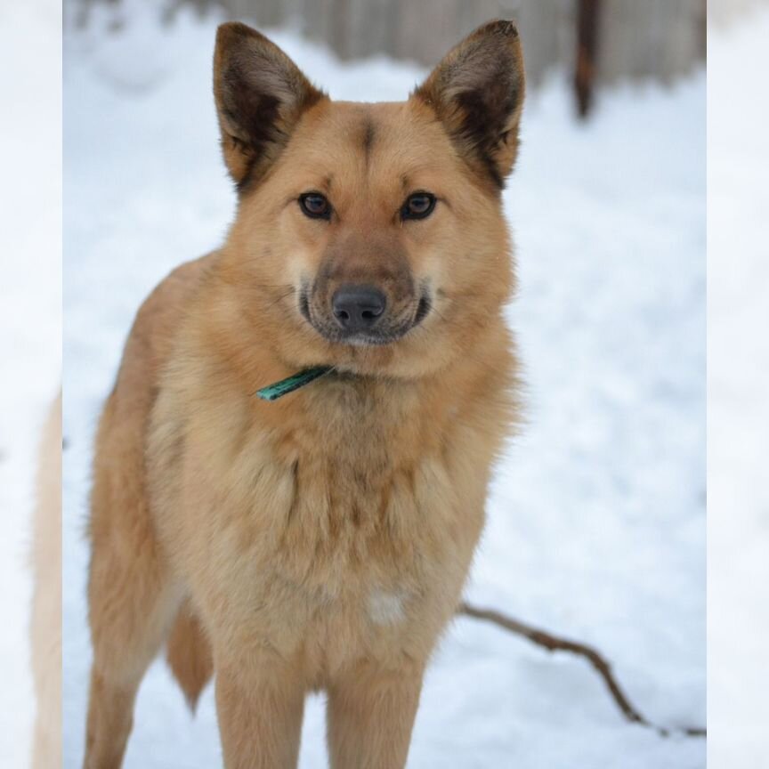 Взрослая собака в добрые руки