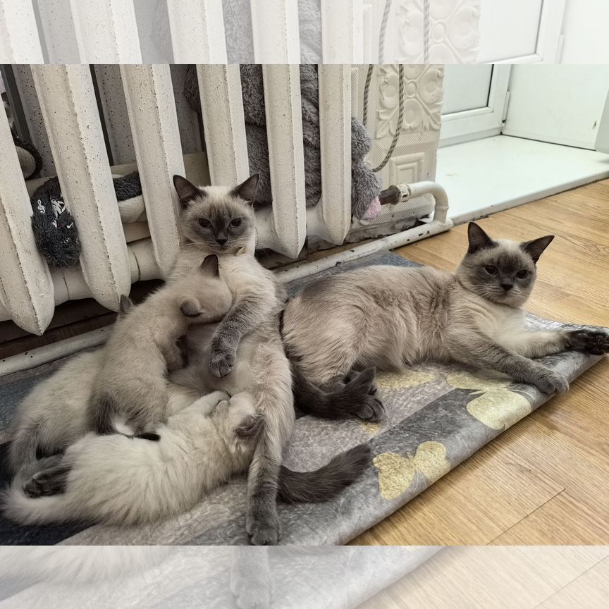 Котята