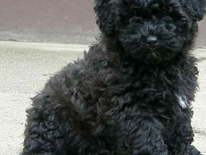 Маленькая собака