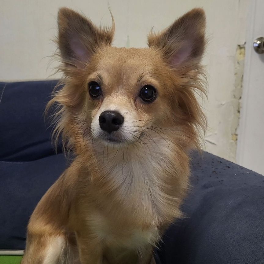 Отдам в добрые руки чихуахуа