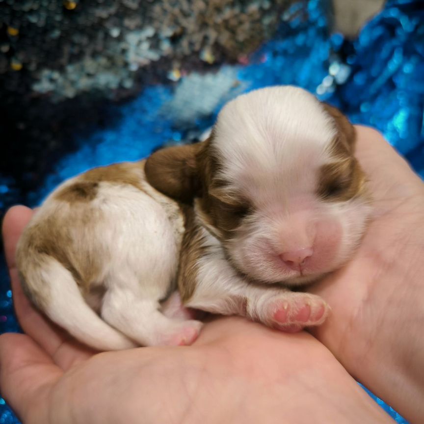 Сладкие кавалерчики