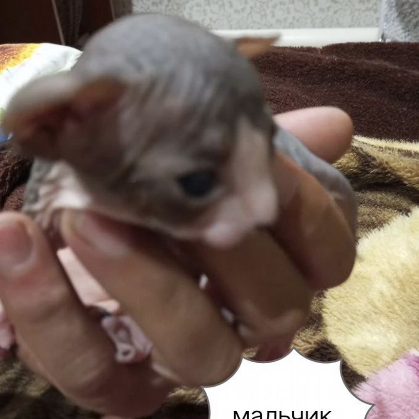 Канадский сфинкс котёнок