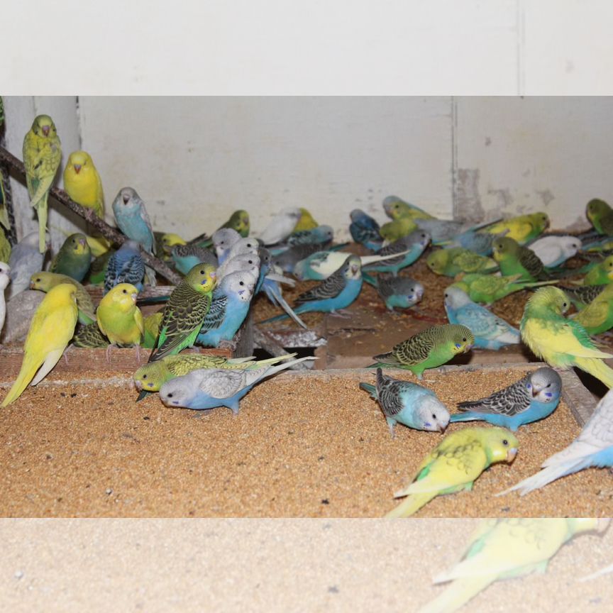 Волнистый попугай