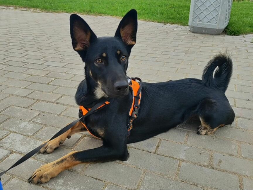 Собаки из приюта: небольшая Мира