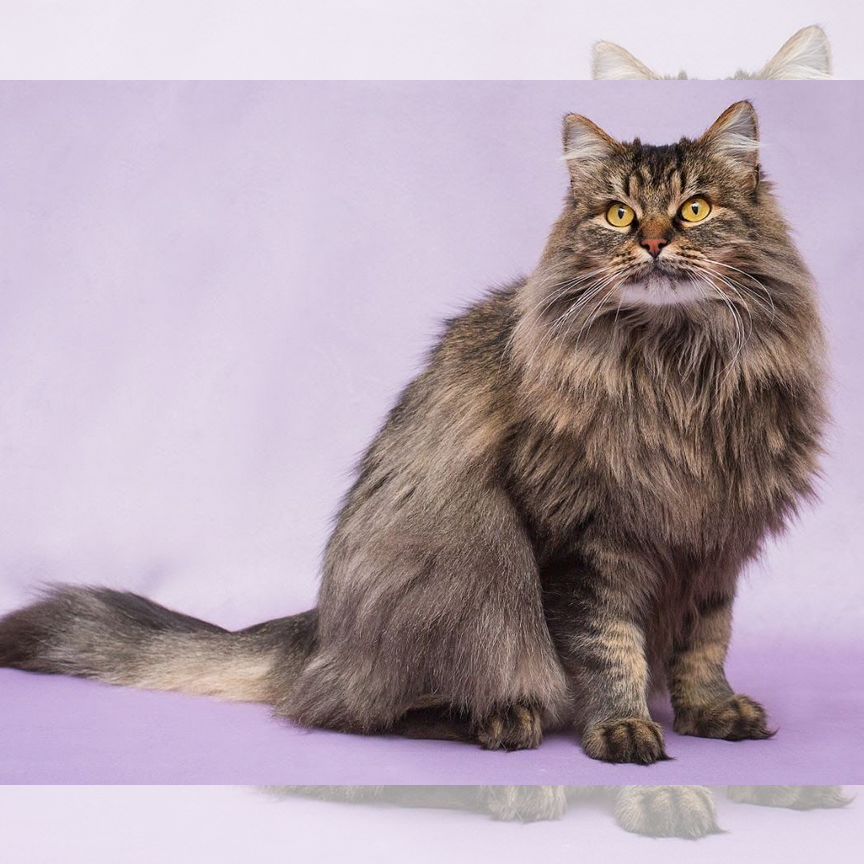 Сибирская, взрослая кошка