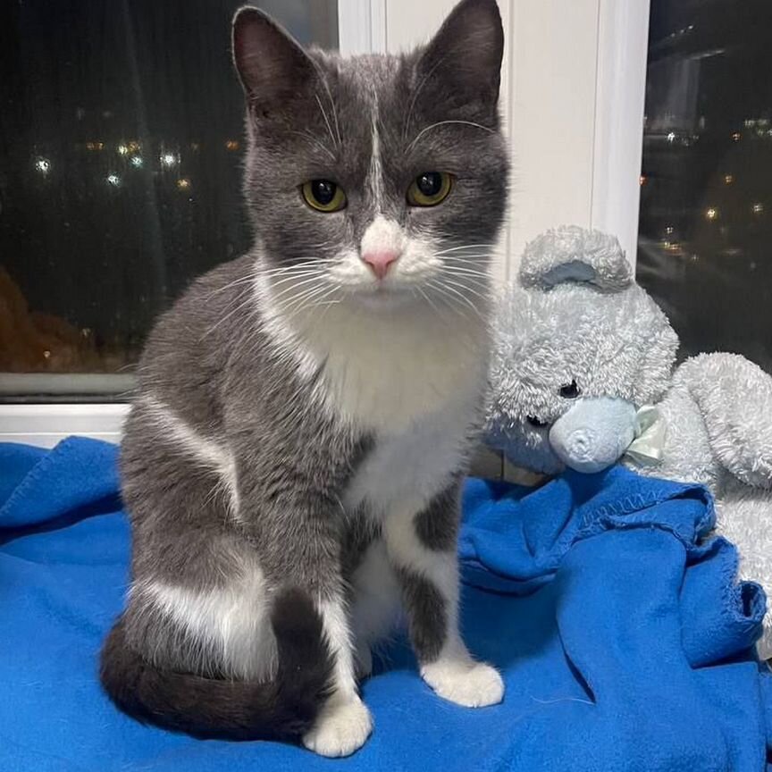 Котёнок в добрые руки