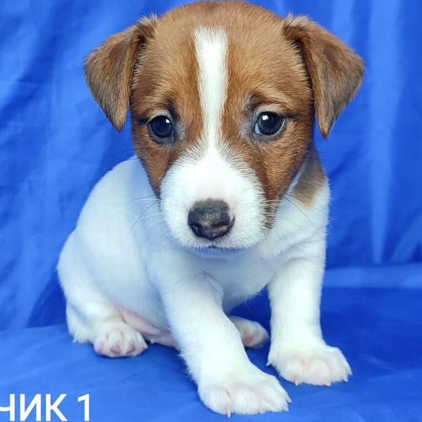 Джек-рассел-терьер, щенок