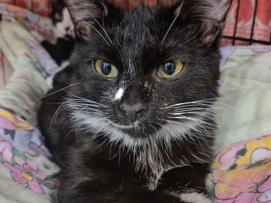 Котята-мальчики игривые, добрые