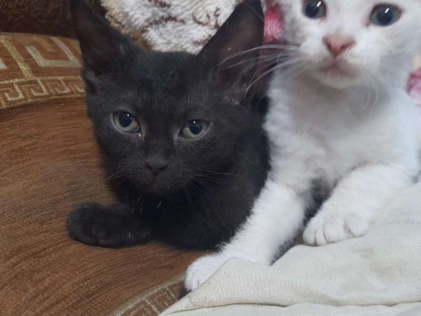 Котята смесь с сфинкс