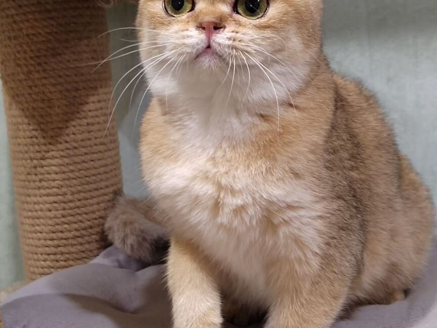 Золотая британская девочка