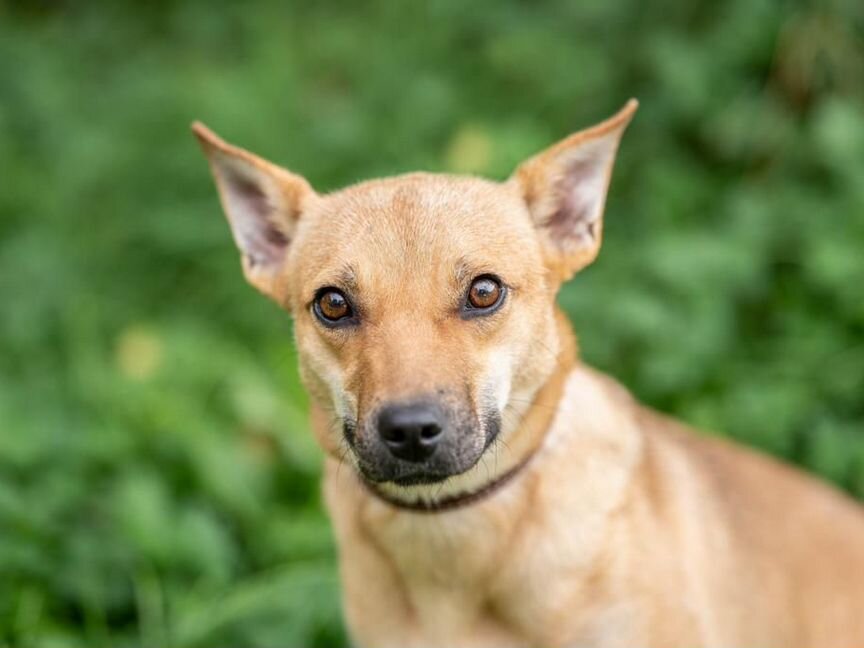 Малютка Уша ищет дом (из Херсона)